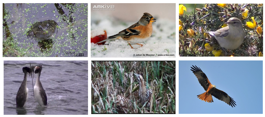 Wildlife in March – Canned Wildlife